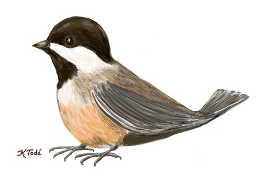 Chickadee Illustration - K.L. Todd